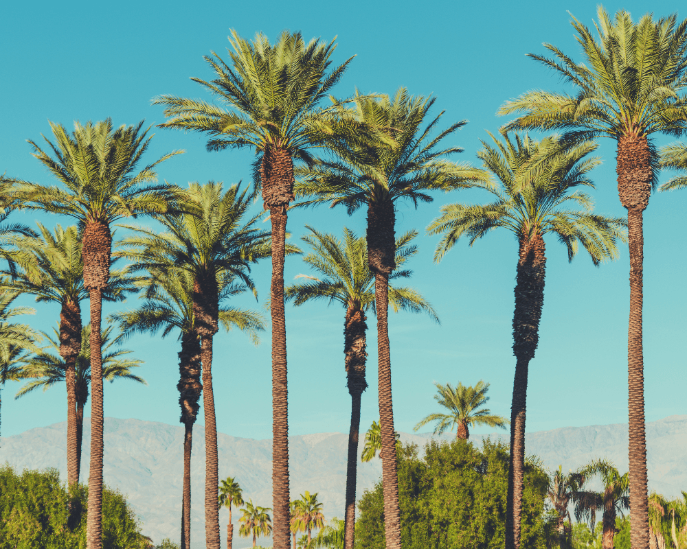 The Ultimate Luxury Guide to Coachella Music Festival